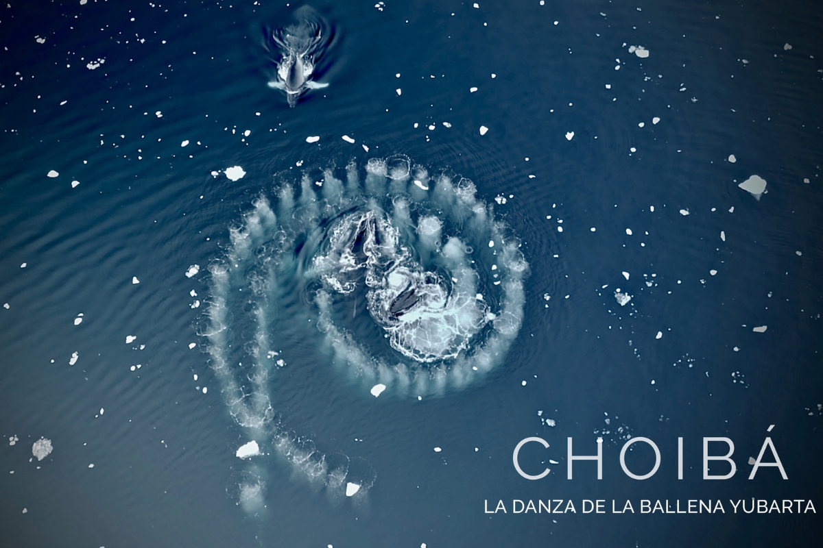 Choibá: La danza de la ballena yubarta - Museo de Arte Moderno de Medellín